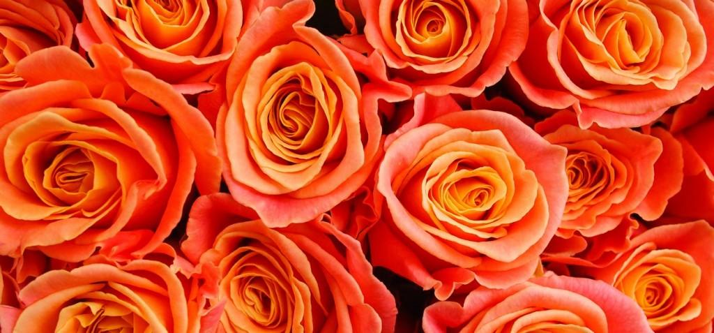 Top 10 Most Beautiful Orange Roses