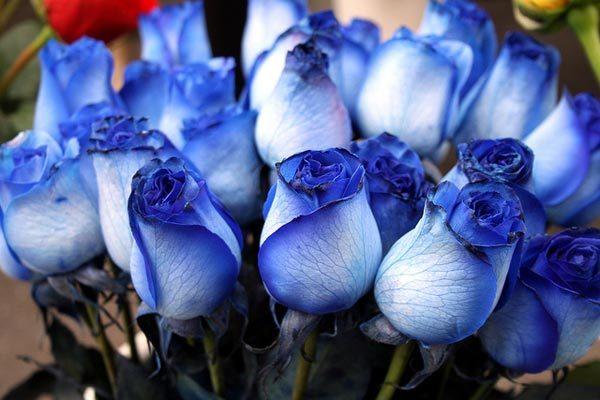 Natural Sky Blue Roses