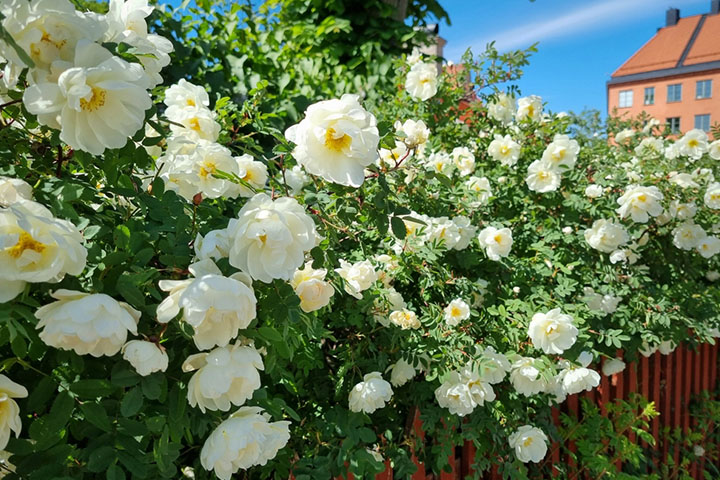 11 Most Beautiful White Rose Varieties You'd Have Ever Seen