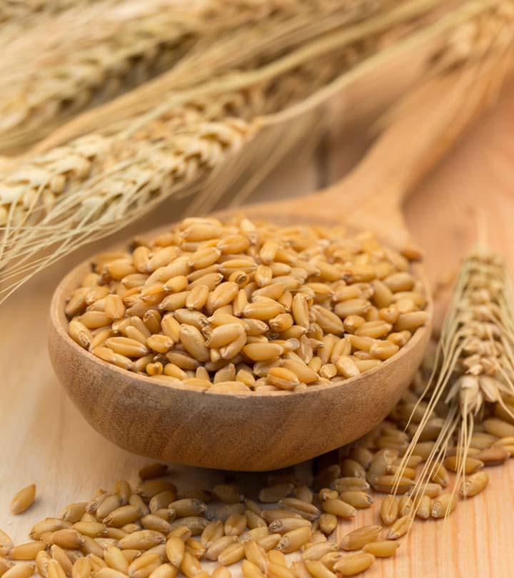 Barley In Hindi Barley In Hindi