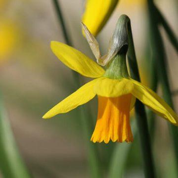 Top 25 Most Beautiful Daffodil Flowers