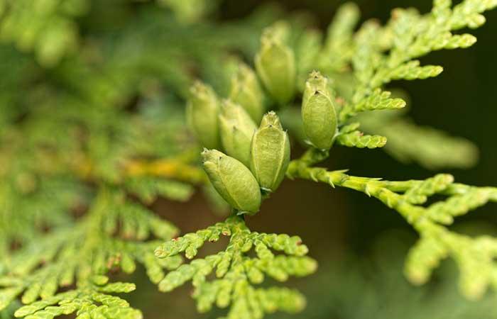 15 Best Homeopathy Medicines For Skin Problems