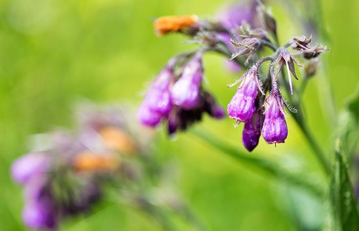 Allantoin: What Is It And What Are The Skin Benefits?