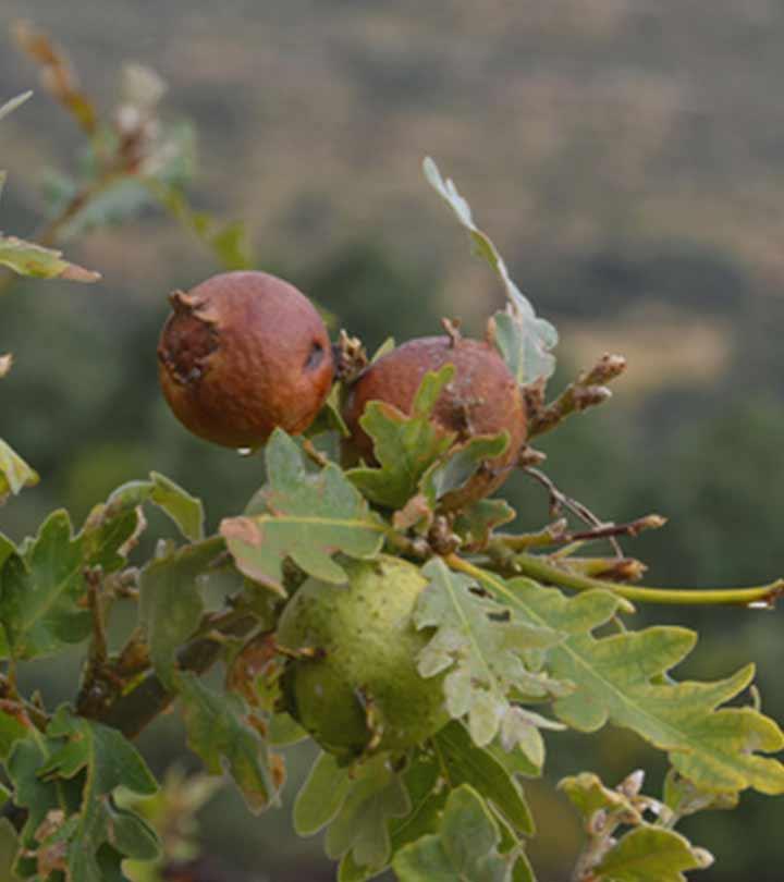 Majuphal Oak Gall Benefits And Side Majuphal Oak Gall Benefits And Side