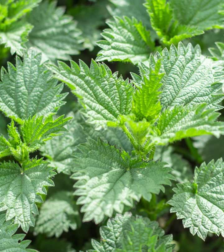  Nettle Leaf